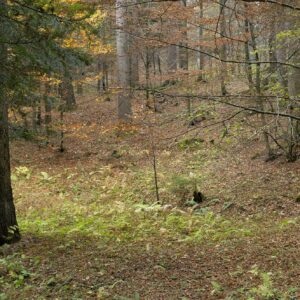 Kočevski rog - Baza 20 - Dolenjski muzej